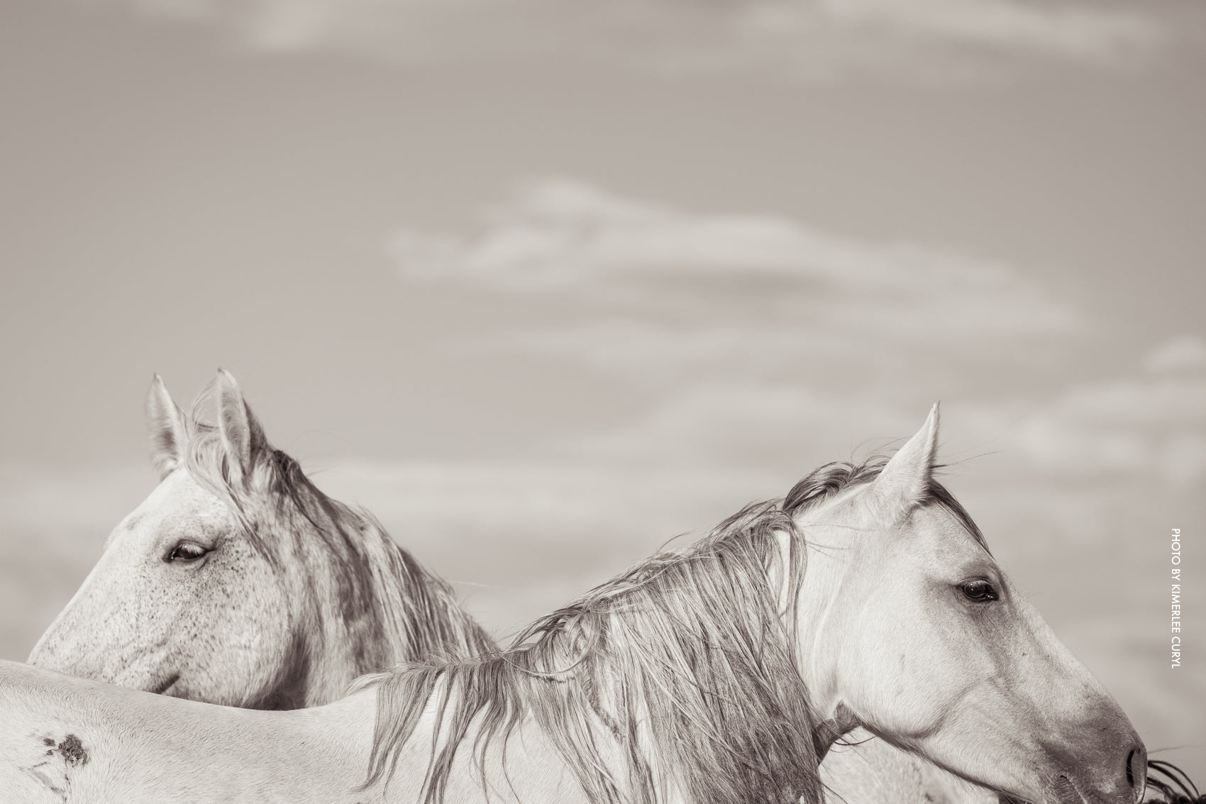 CALLIDAE | Tradition Unbridled